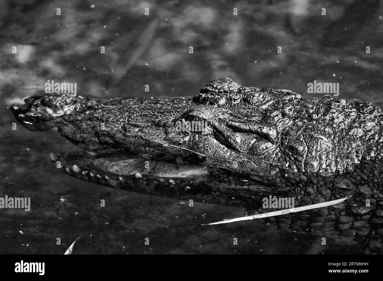 Crocodiles art Black and White Stock Photos & Images - Alamy
