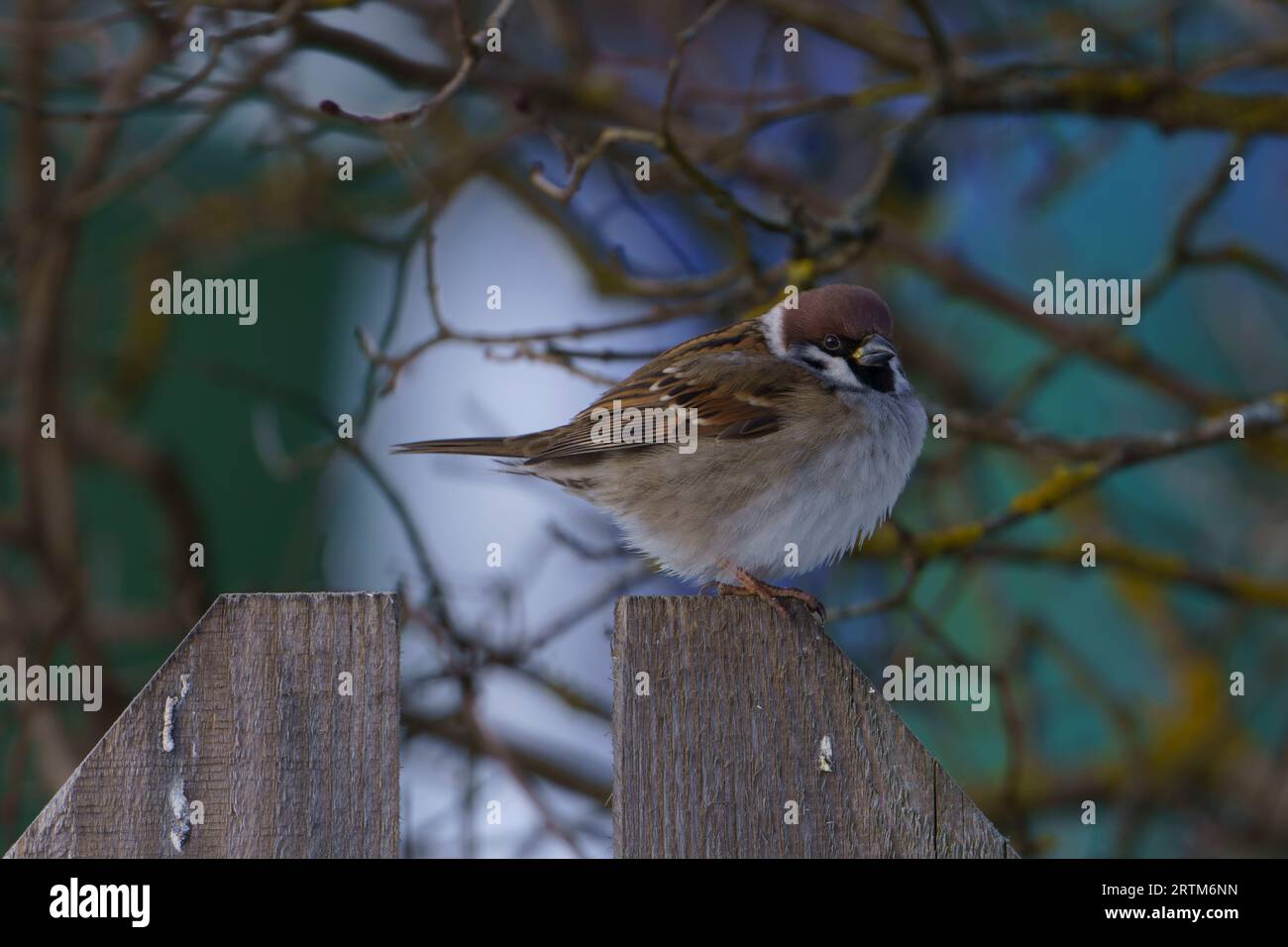 Passer montanus Family Passeridae Genus Passer Eurasian tree sparrow ...