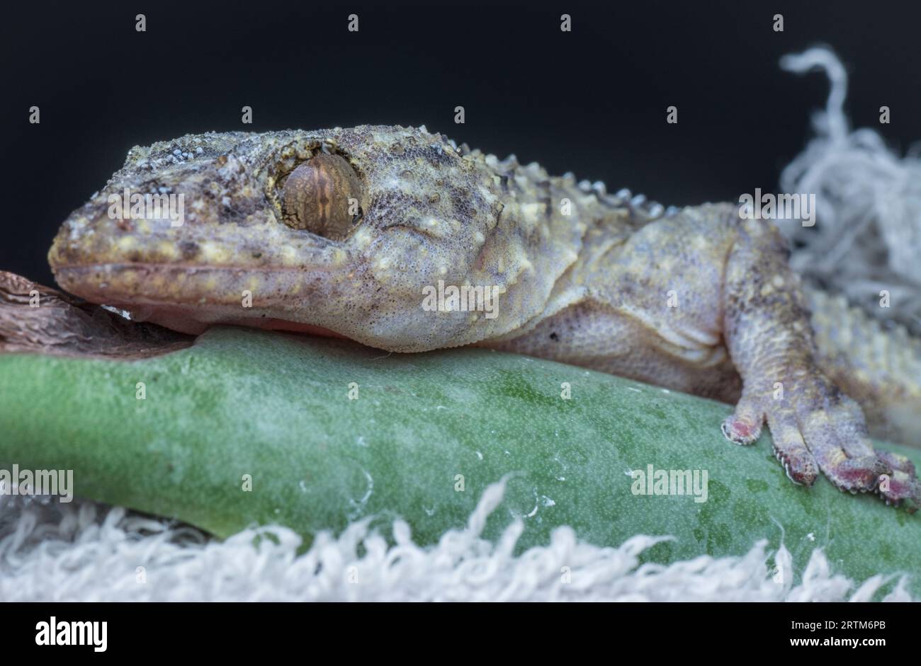 Gekco lizard hi-res stock photography and images - Alamy