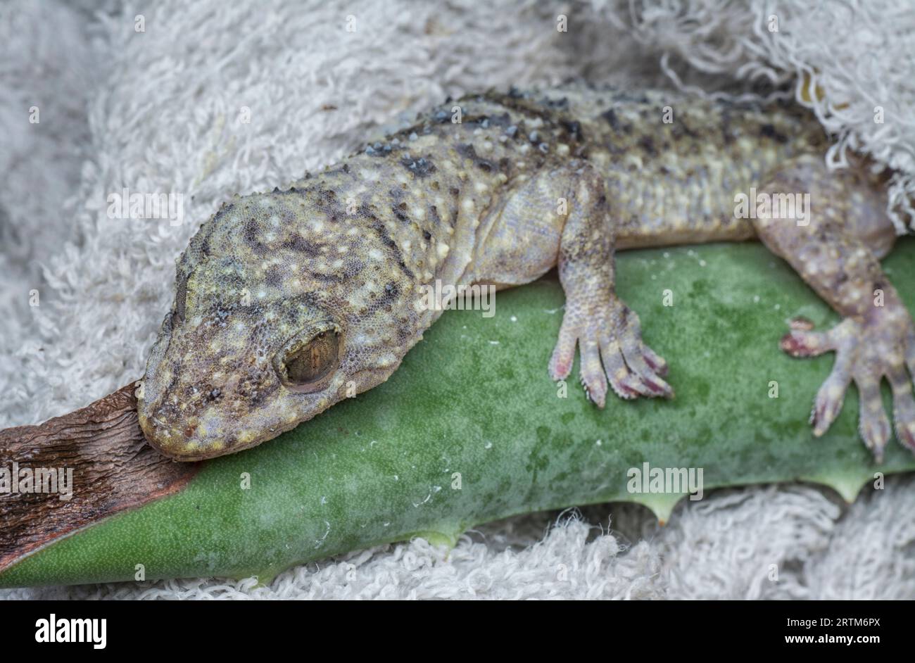 Common house lizard hi-res stock photography and images - Alamy