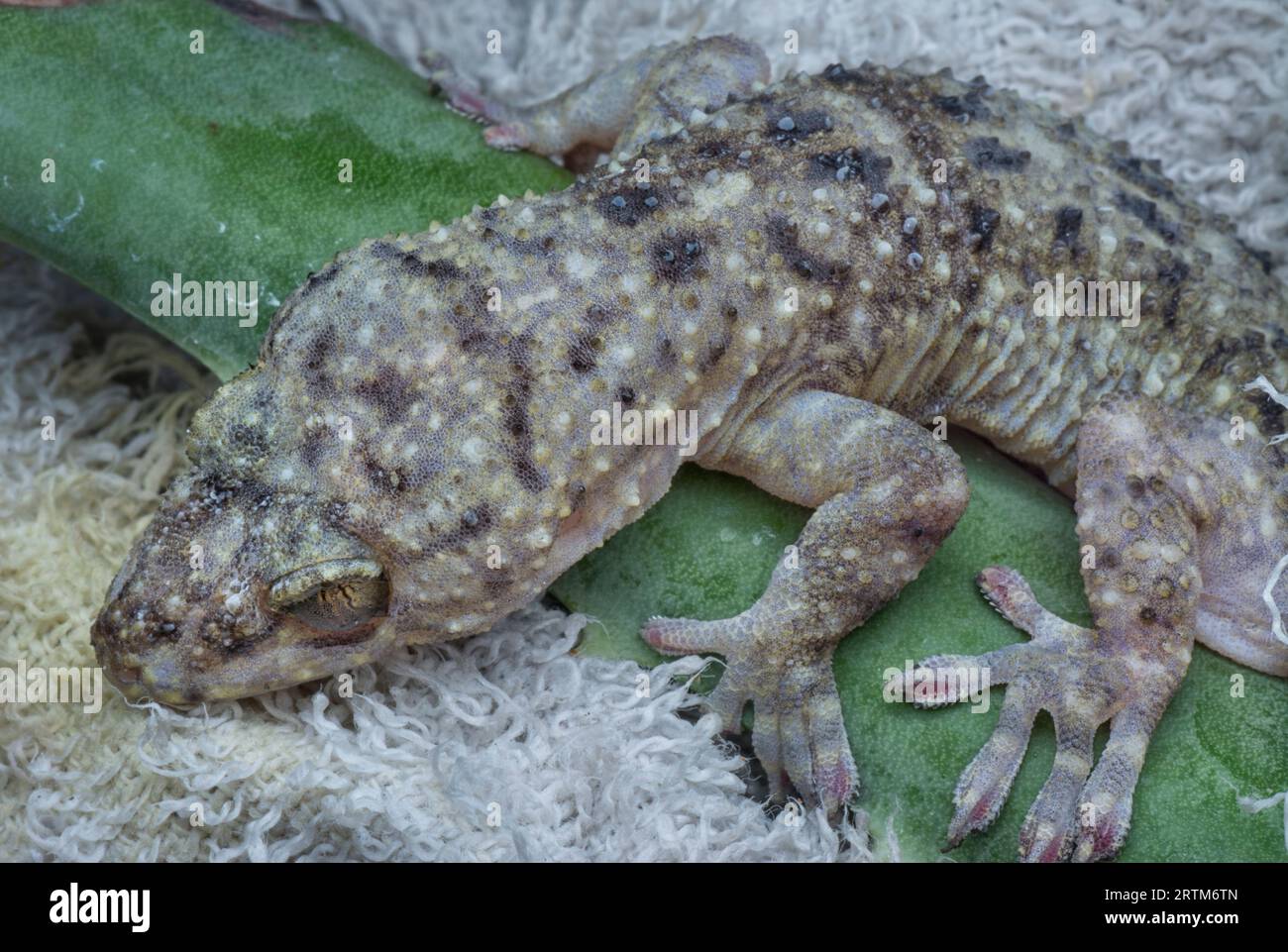 close up of the common house lizard Stock Photo - Alamy