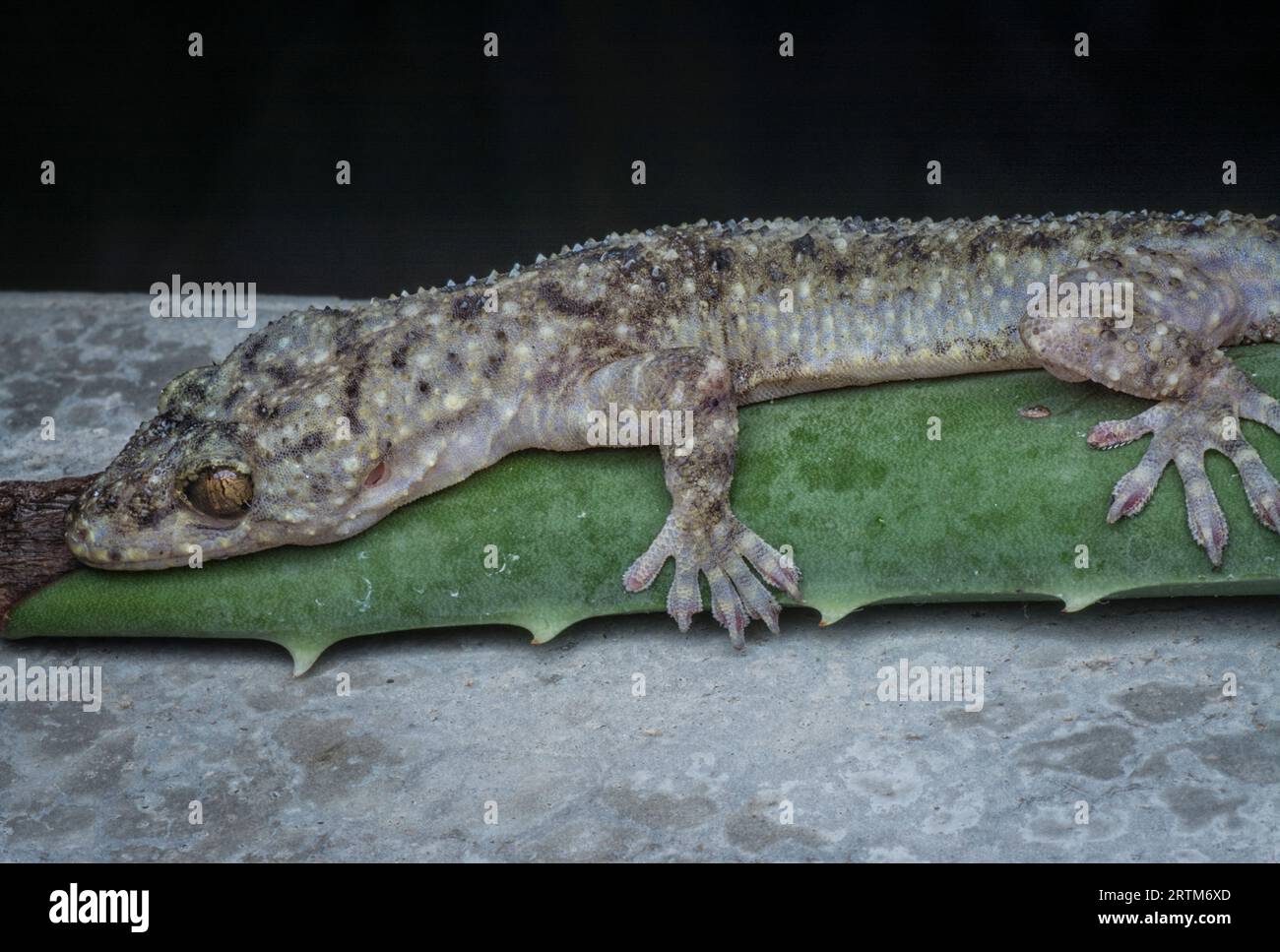 Gekco lizard hi-res stock photography and images - Alamy