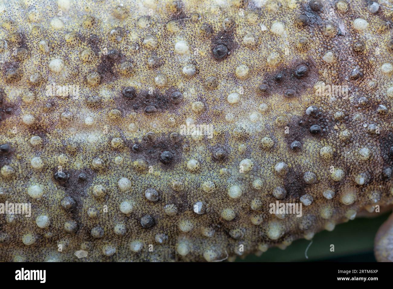 Common house lizard hi-res stock photography and images - Alamy