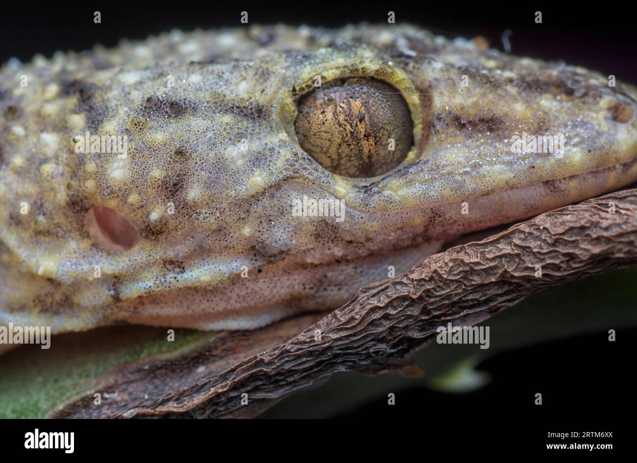 Gekco lizard hi-res stock photography and images - Alamy