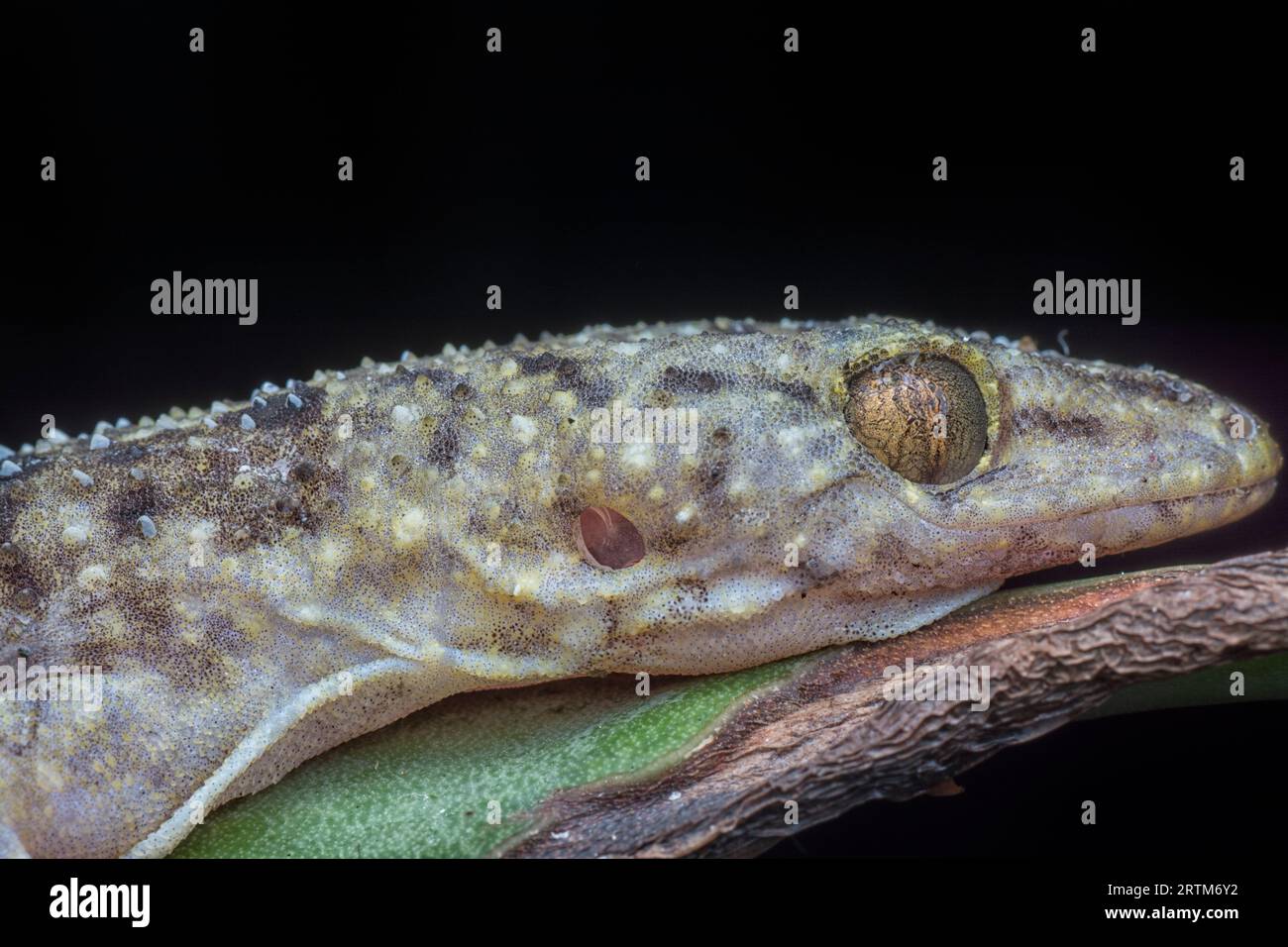 close up of the common house lizard Stock Photo - Alamy