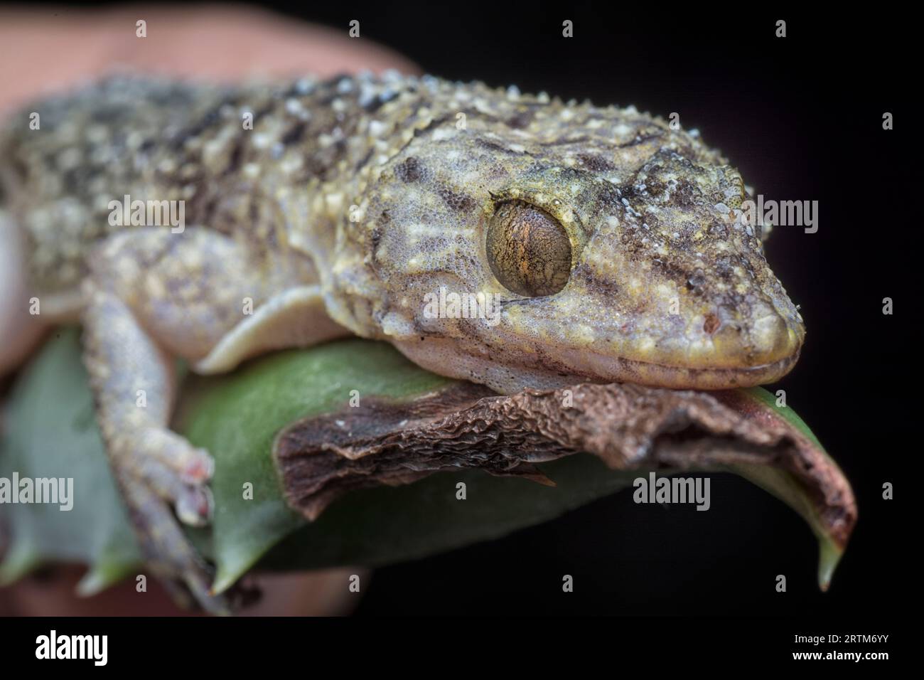 Common house lizard hi-res stock photography and images - Alamy