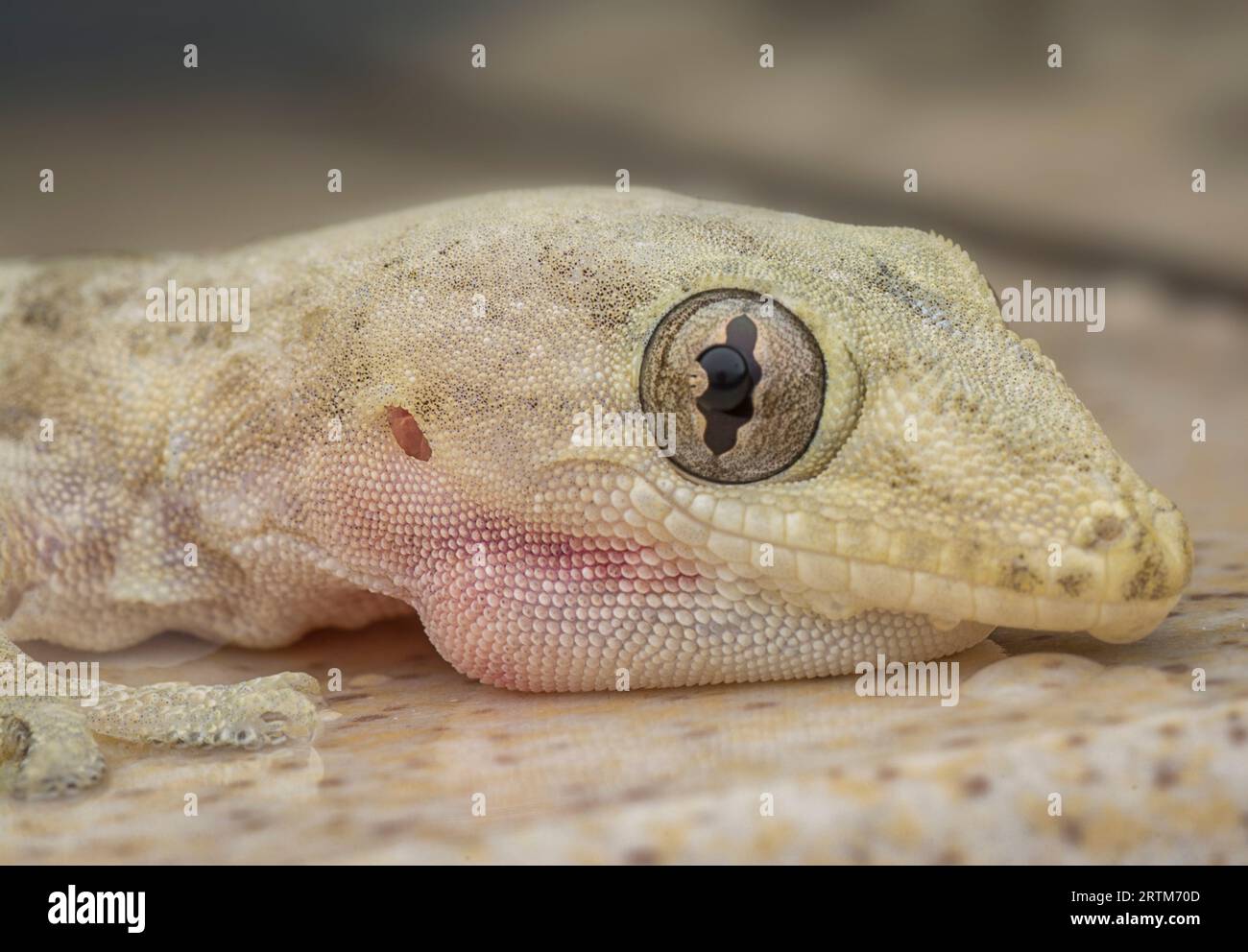 close up of the common house lizard Stock Photo - Alamy