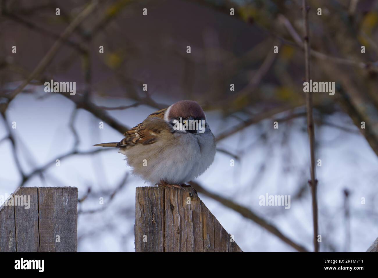 Passer montanus Family Passeridae Genus Passer Eurasian tree sparrow ...