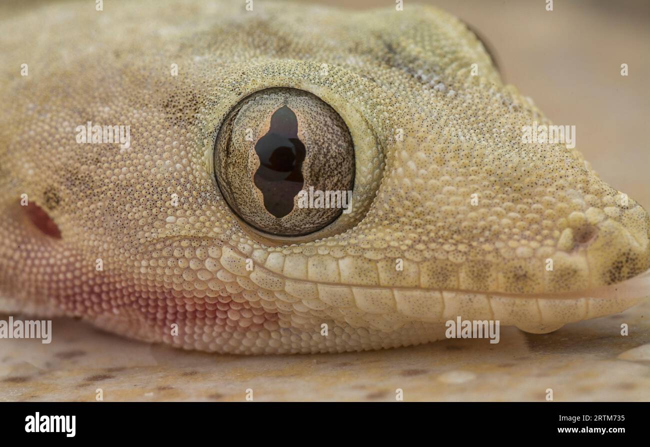 Gekco lizard hi-res stock photography and images - Alamy