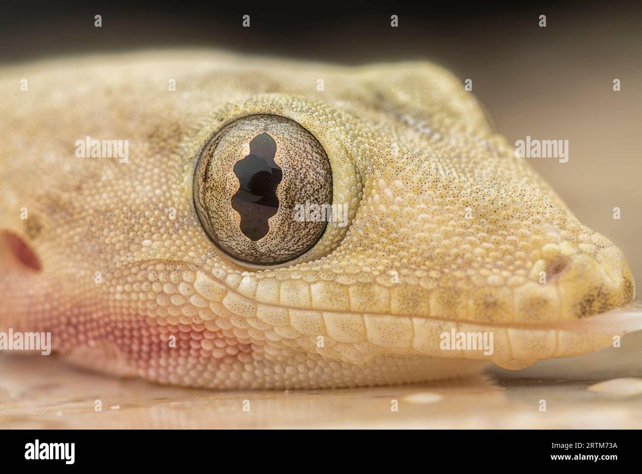 Gekco lizard hi-res stock photography and images - Alamy