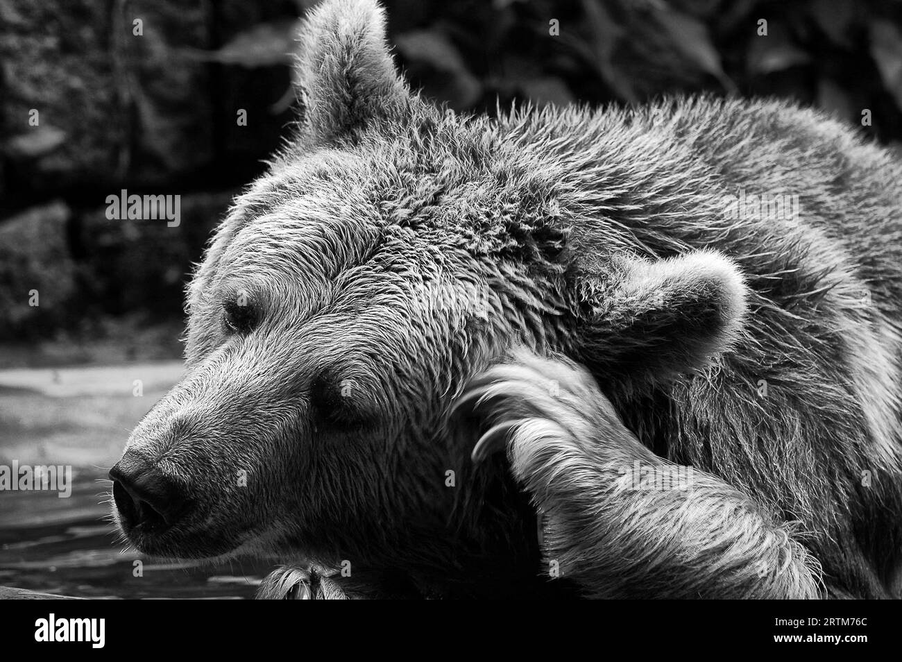 Bear calendar photo hi-res stock photography and images - Alamy