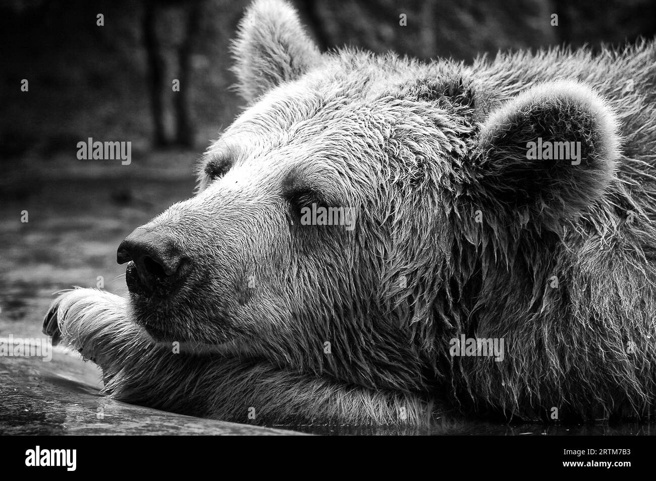 Bear calendar photo hi-res stock photography and images - Alamy