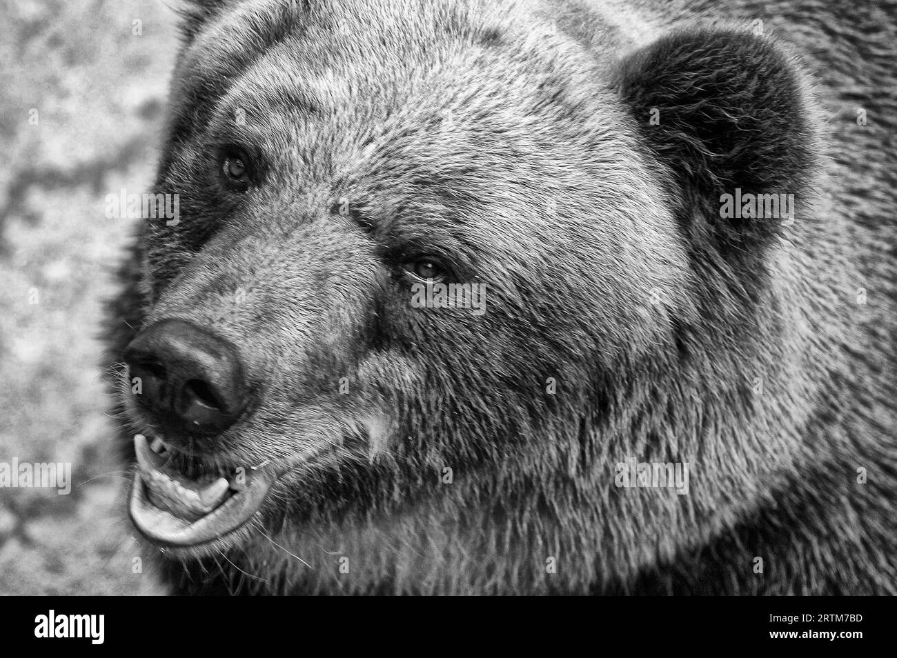 Bear calendar photo hi-res stock photography and images - Alamy