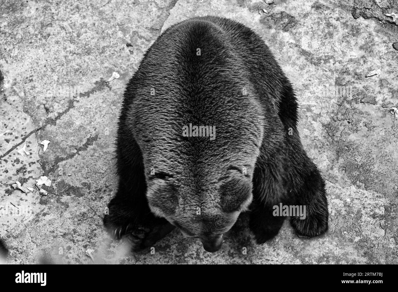 Bear calendar photo hi-res stock photography and images - Alamy