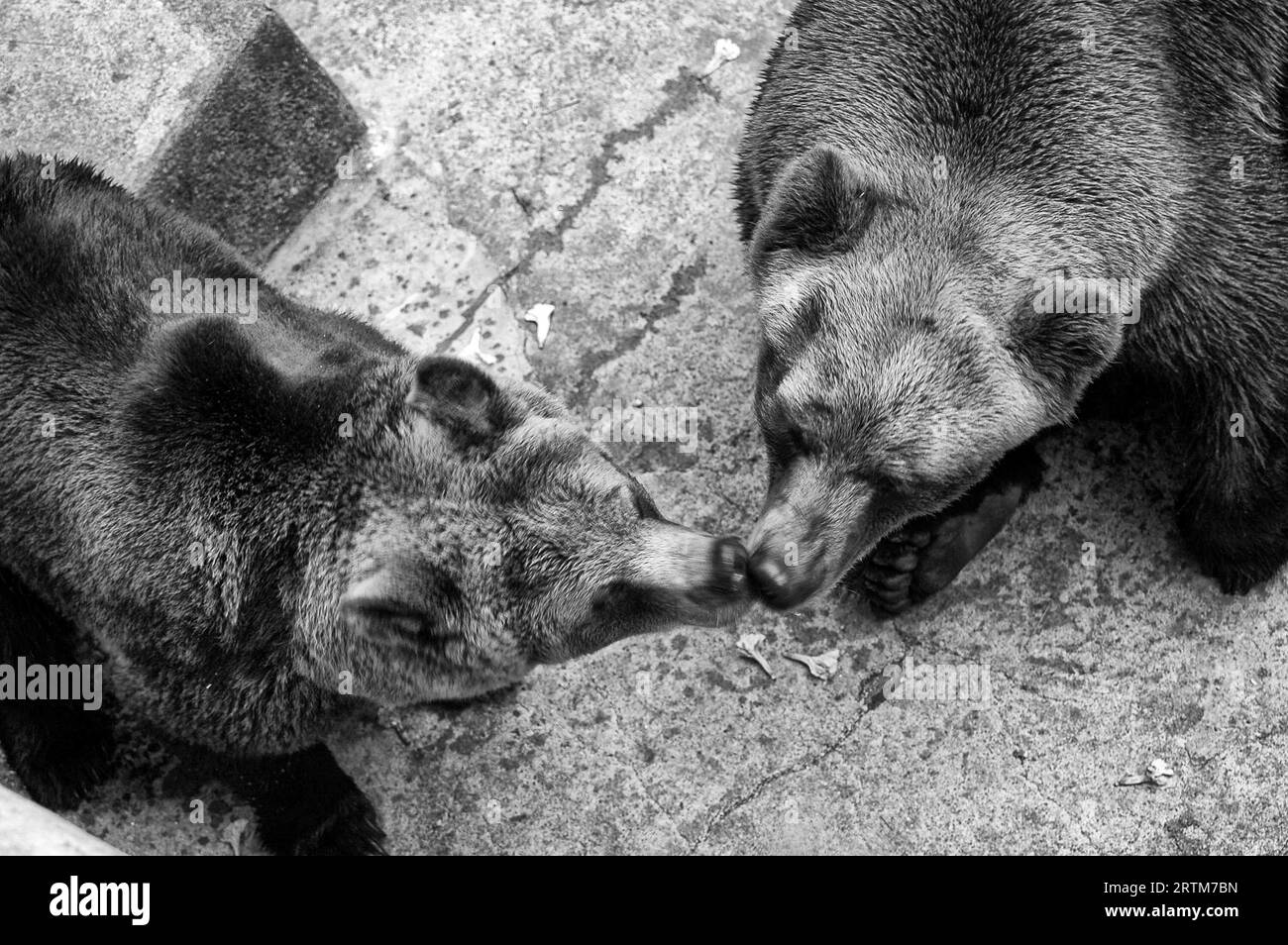 Bear calendar photo hi-res stock photography and images - Alamy