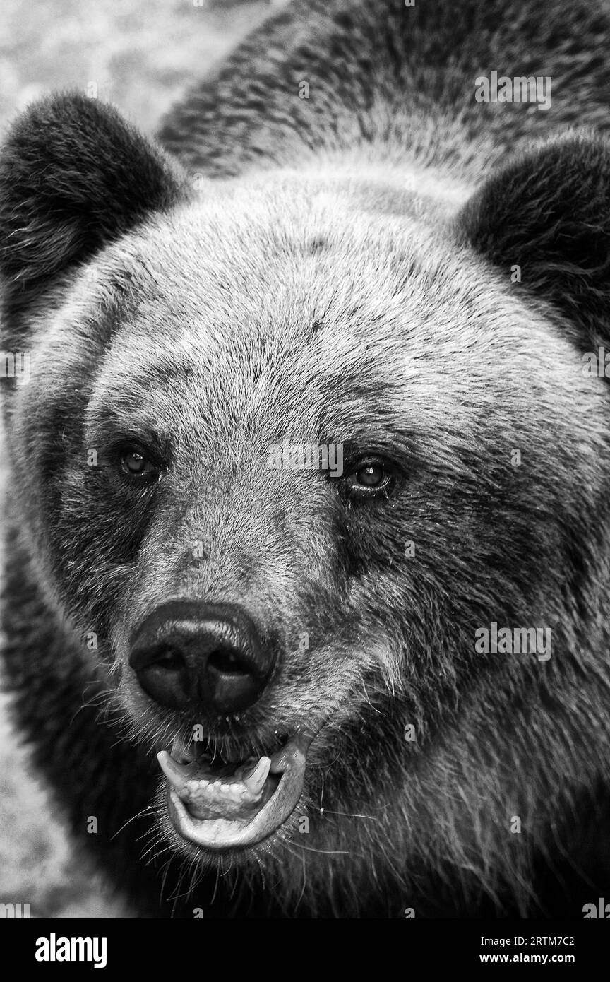Bear calendar photo hi-res stock photography and images - Alamy