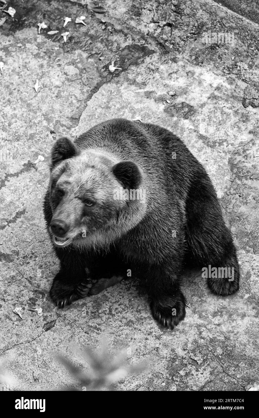 Bear calendar photo hi-res stock photography and images - Alamy