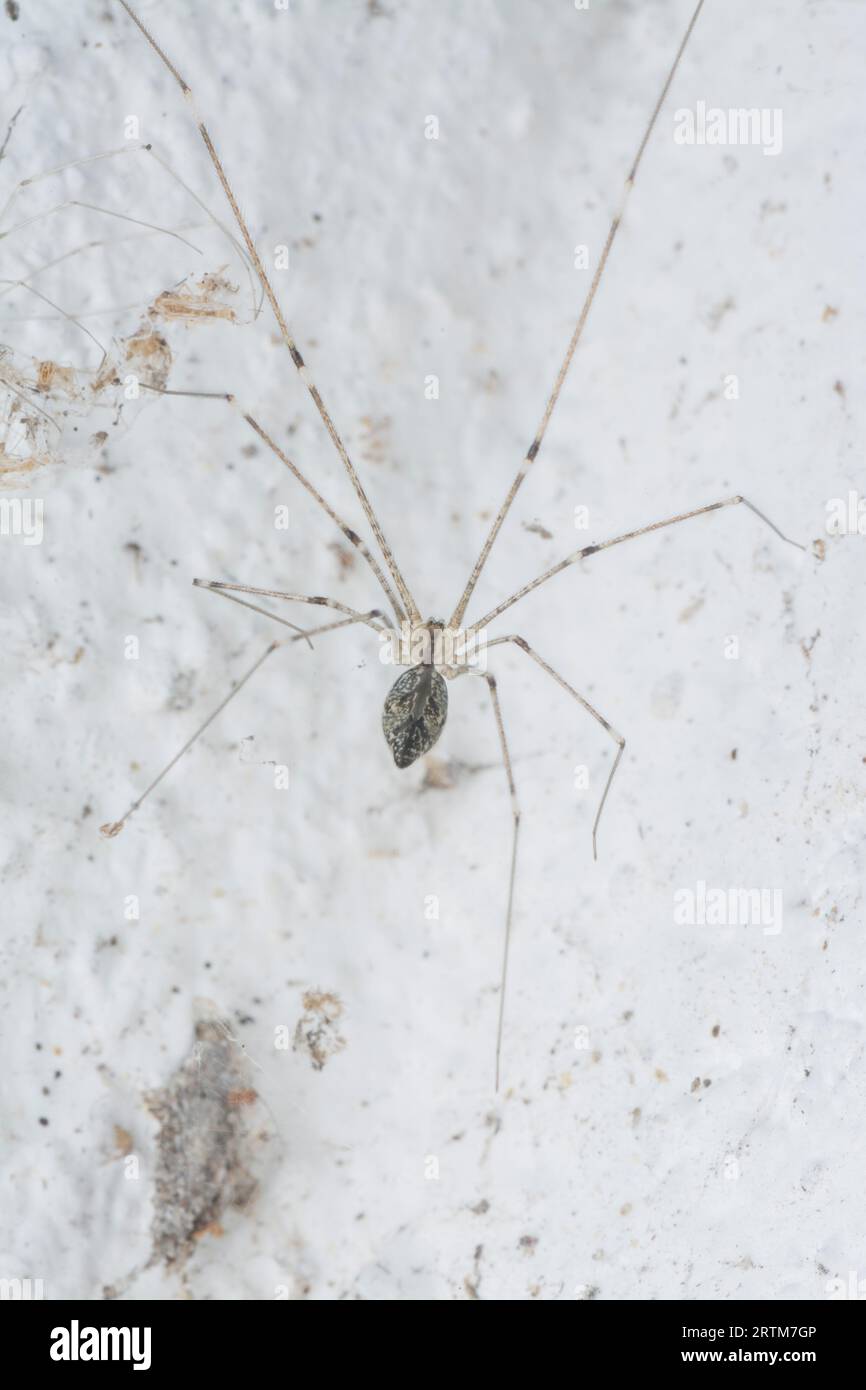 close shot of pholcid spider Stock Photo - Alamy