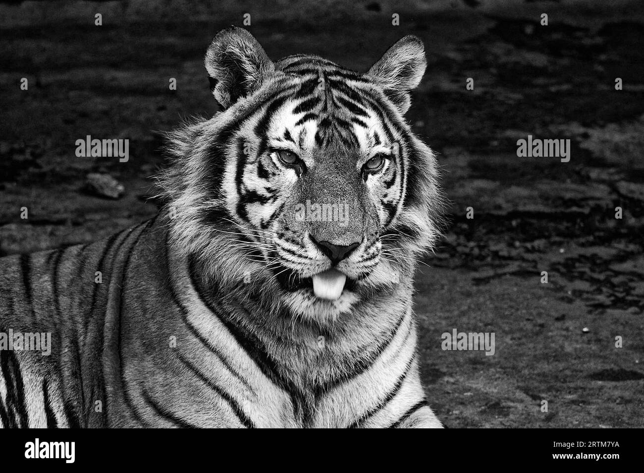 Photo Tiger (Latin: Panthera tigris ) - kind of predatory mammals ...