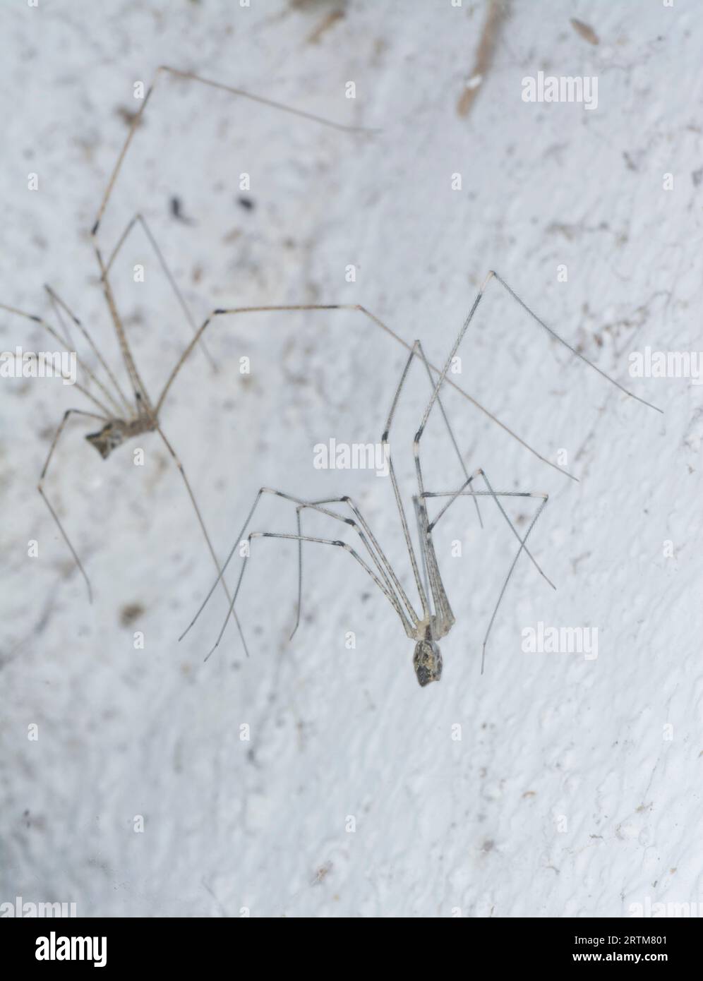 Spider closeup hairs hairy legs web hi-res stock photography and images ...