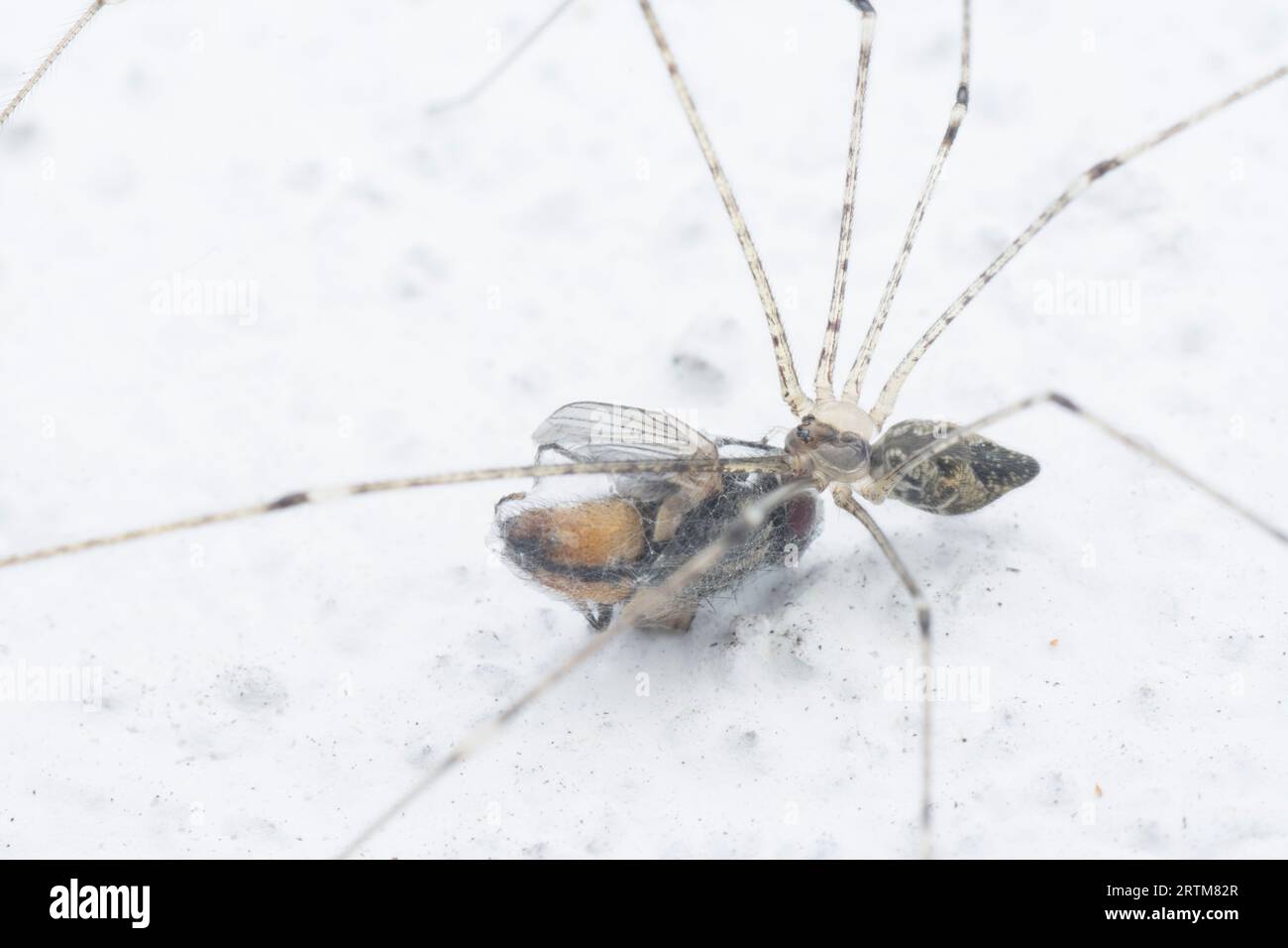 Pholcid hi-res stock photography and images - Alamy