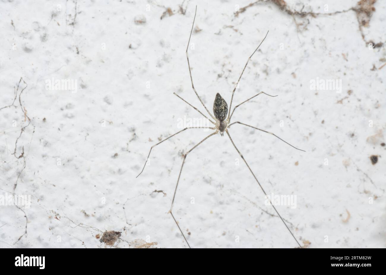 Spider closeup hairs hairy legs web hi-res stock photography and images ...