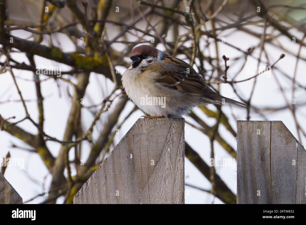 Passer montanus Family Passeridae Genus Passer Eurasian tree sparrow ...