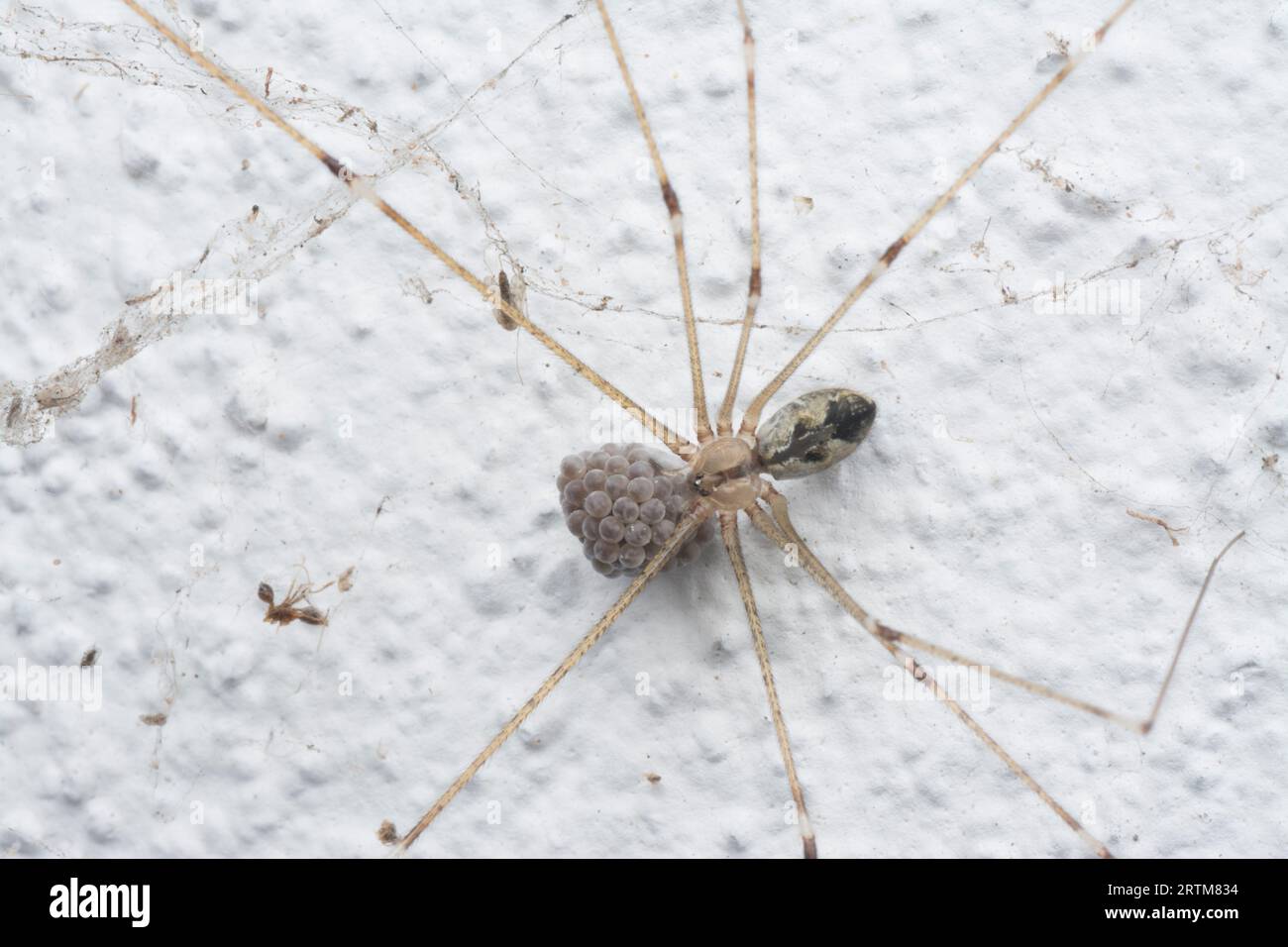 close shot of pholcid spider Stock Photo - Alamy