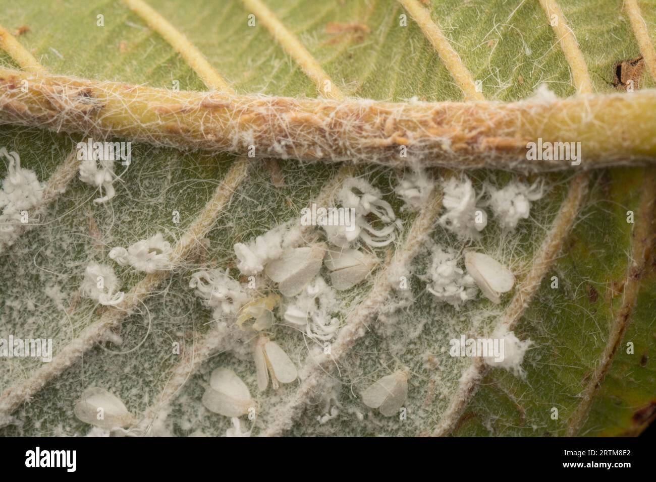 patches of tiny trialeurodes vaporariorum on leaf Stock Photo - Alamy
