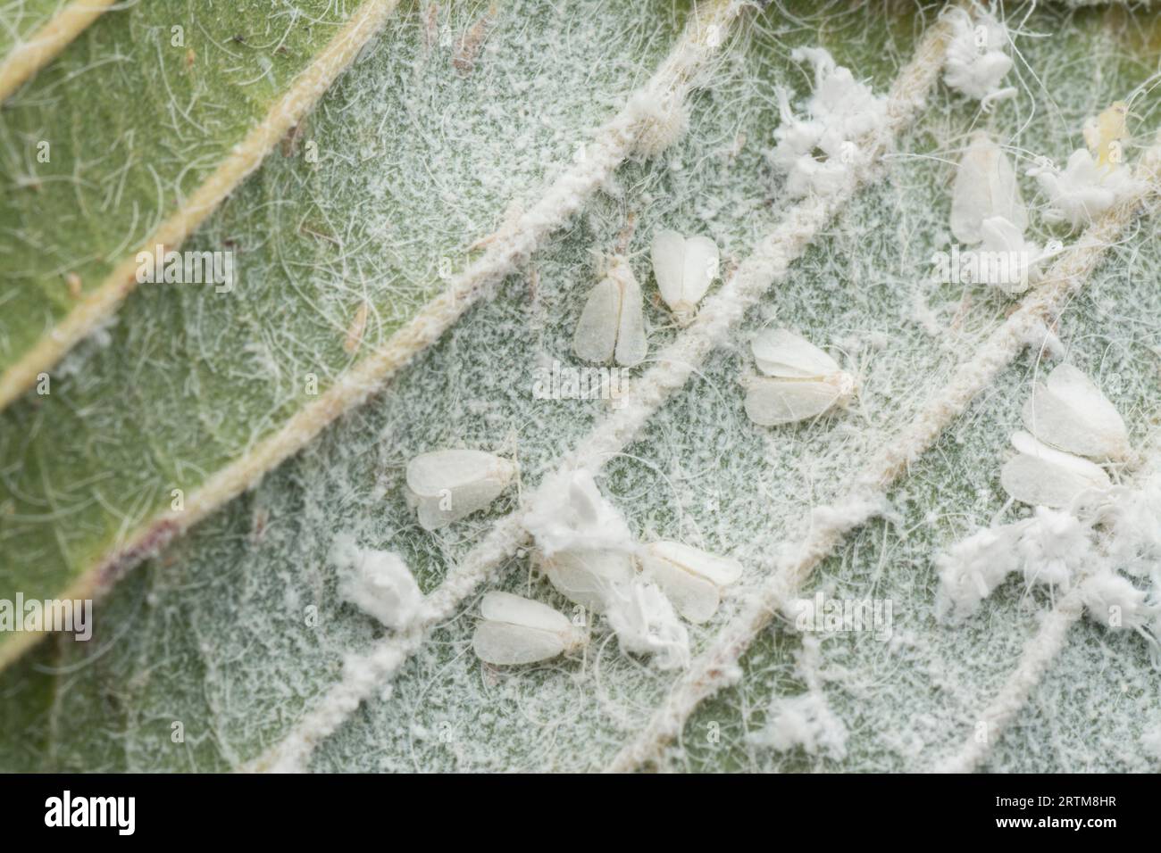 patches of tiny trialeurodes vaporariorum on leaf Stock Photo - Alamy