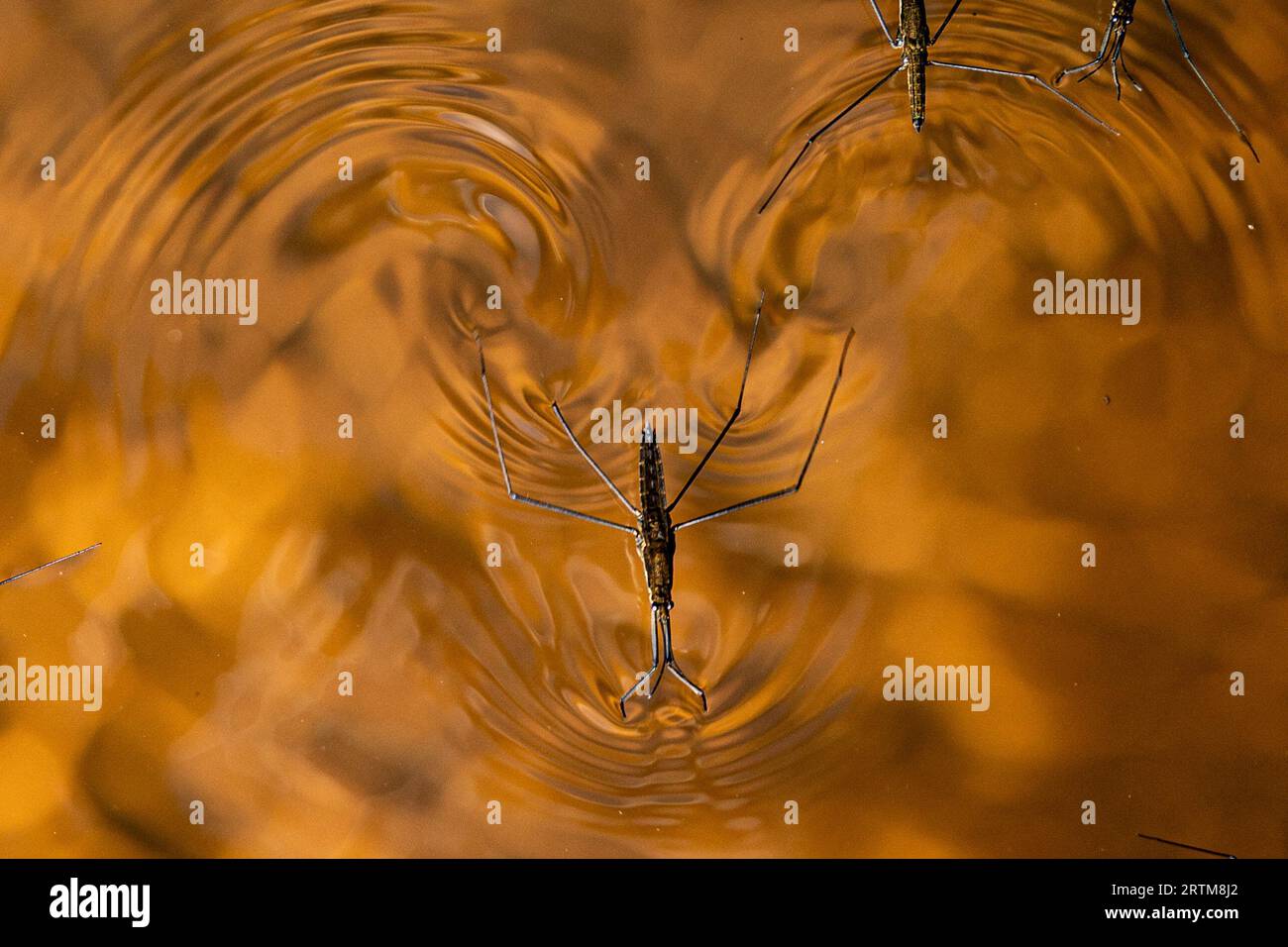 Pond skater insects thrive on the River Aller on National Trust ...