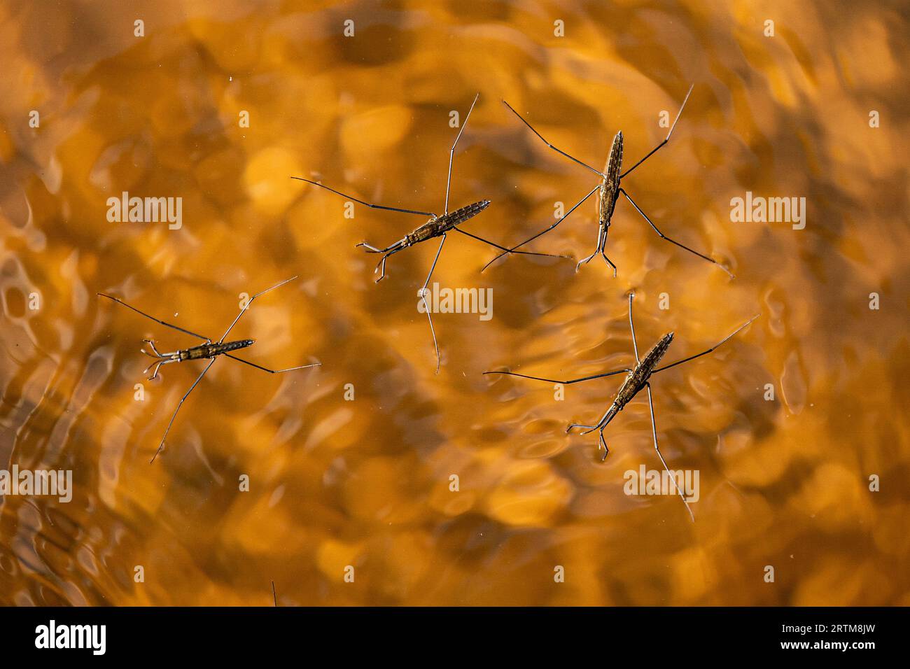 Pond skater insects thrive on the River Aller on National Trust ...