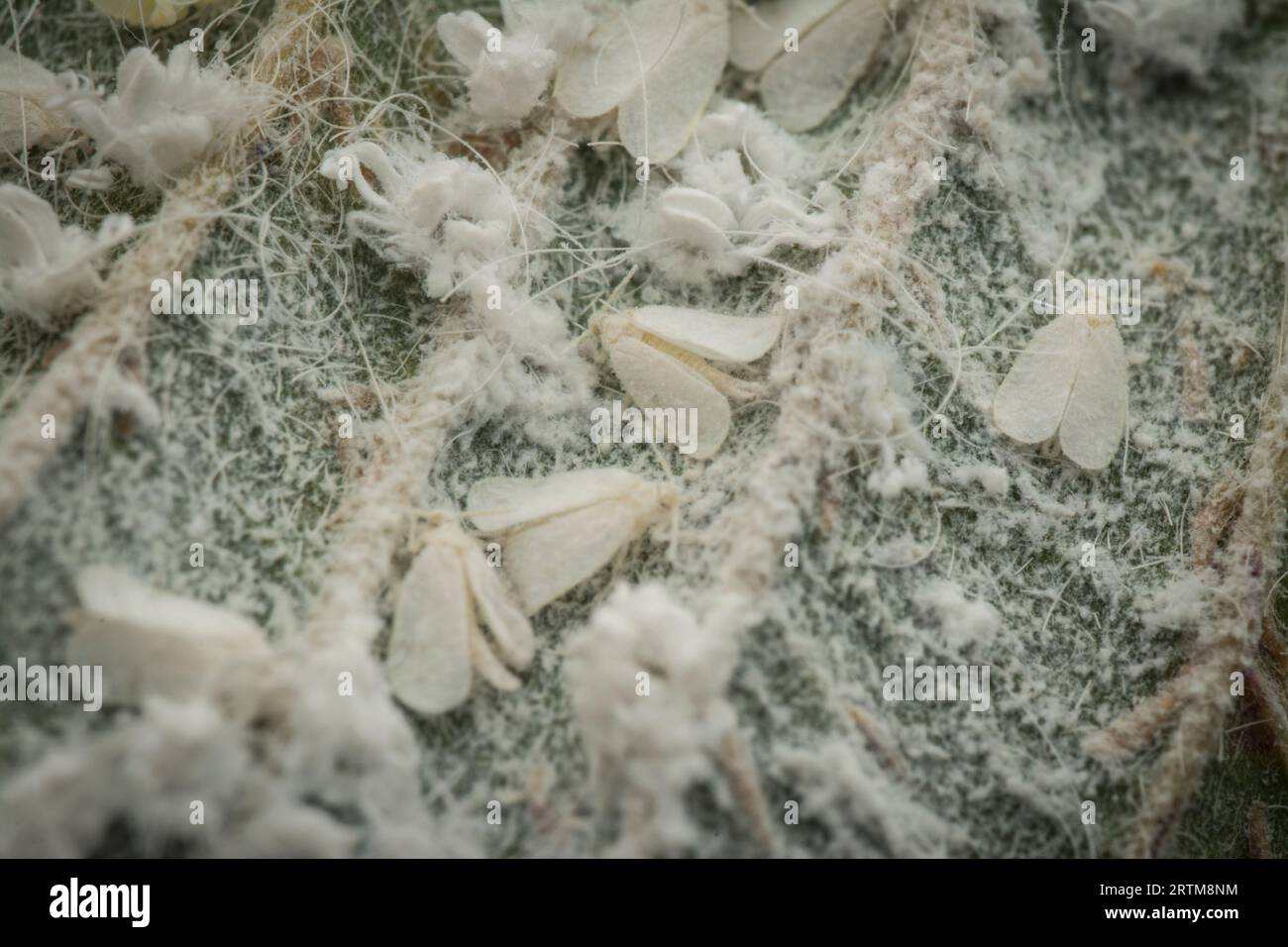 patches of tiny trialeurodes vaporariorum on leaf Stock Photo - Alamy