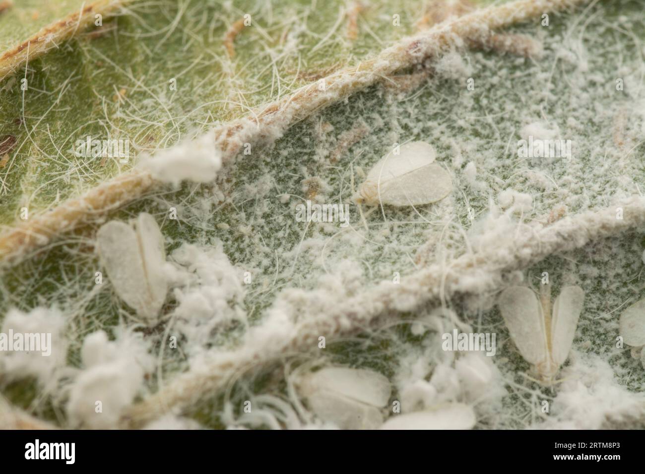 patches of tiny trialeurodes vaporariorum on leaf Stock Photo - Alamy