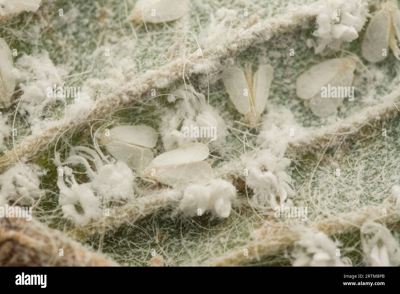 patches of tiny trialeurodes vaporariorum on leaf Stock Photo - Alamy