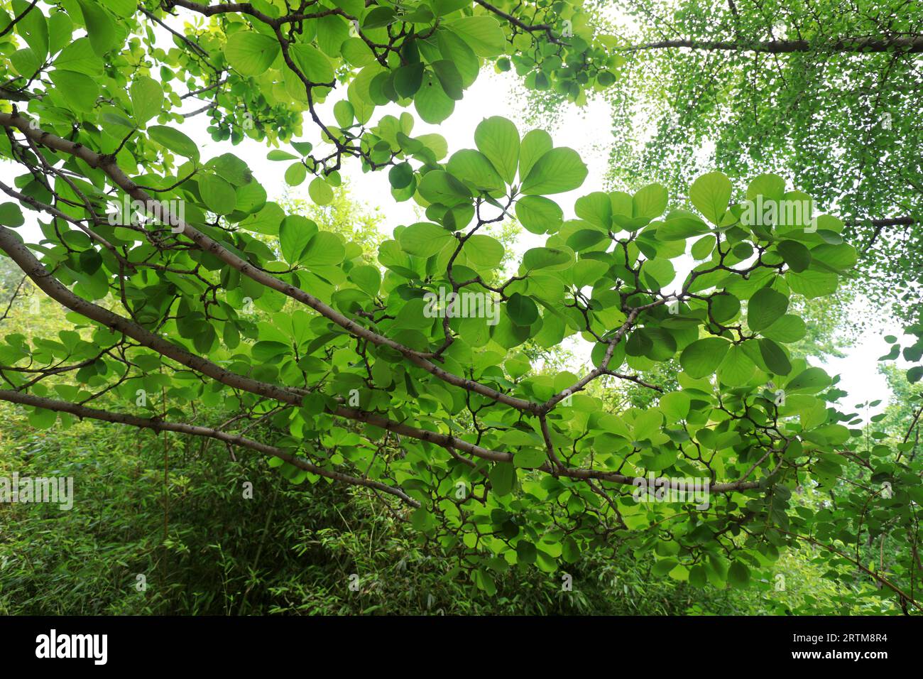Magnolia branches in Beijing Botanical Garden, China Stock Photo - Alamy