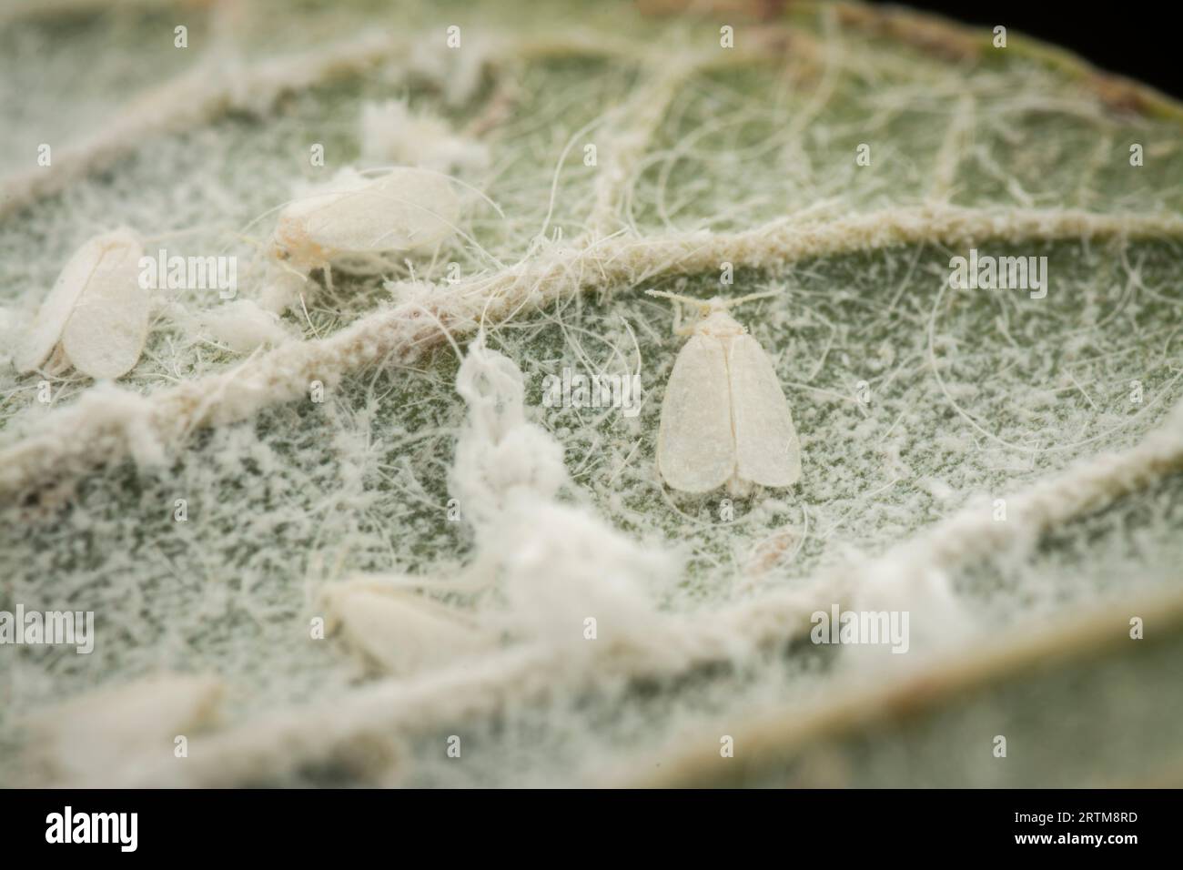 patches of tiny trialeurodes vaporariorum on leaf Stock Photo - Alamy