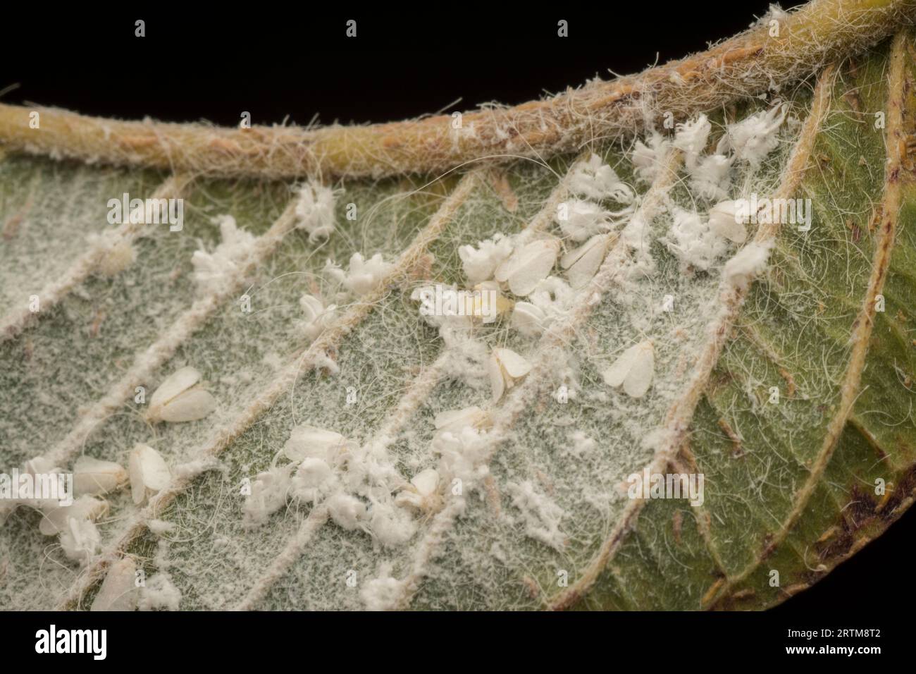 patches of tiny trialeurodes vaporariorum on leaf Stock Photo - Alamy