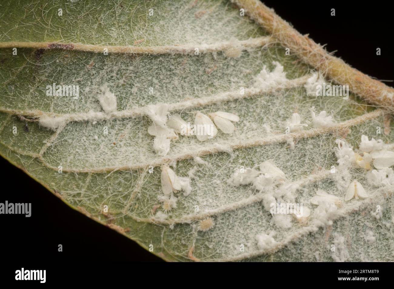 Trialeurodes hi-res stock photography and images - Alamy