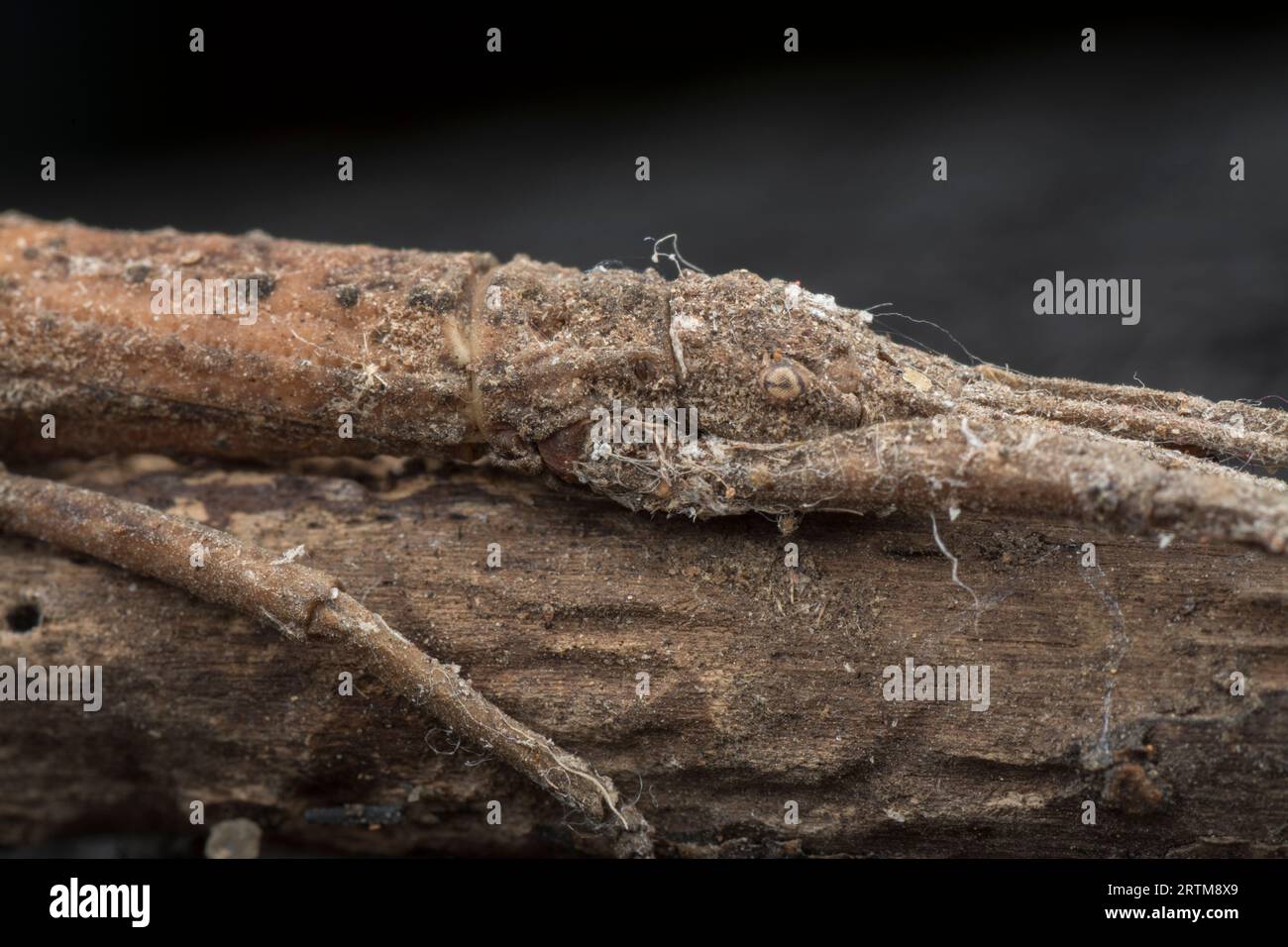 closeup shot of the brown walking stick bug Stock Photo - Alamy