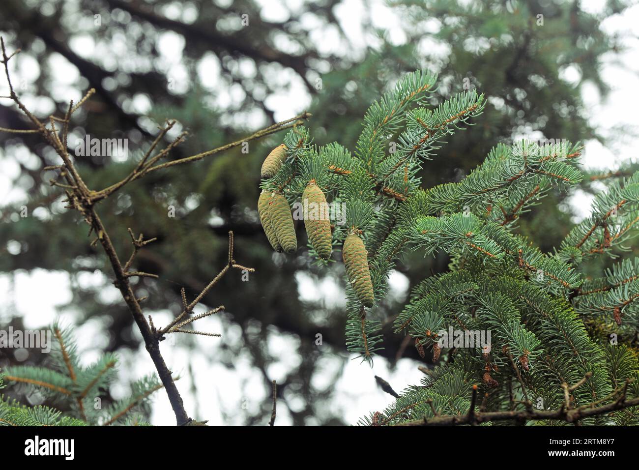 China spruce hi-res stock photography and images - Alamy