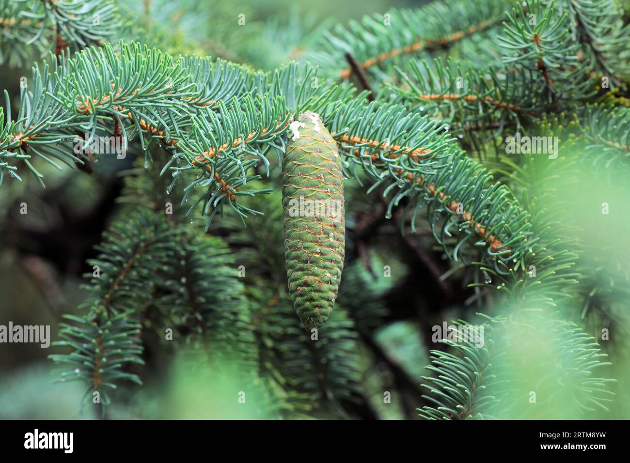 China spruce hi-res stock photography and images - Alamy