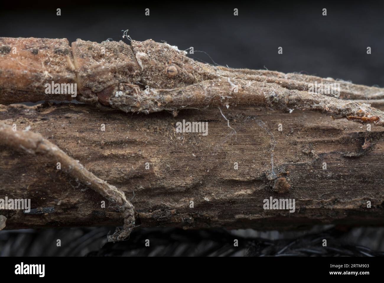 closeup shot of the brown walking stick bug Stock Photo - Alamy