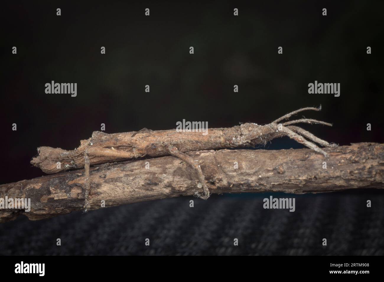 closeup shot of the brown walking stick bug Stock Photo - Alamy