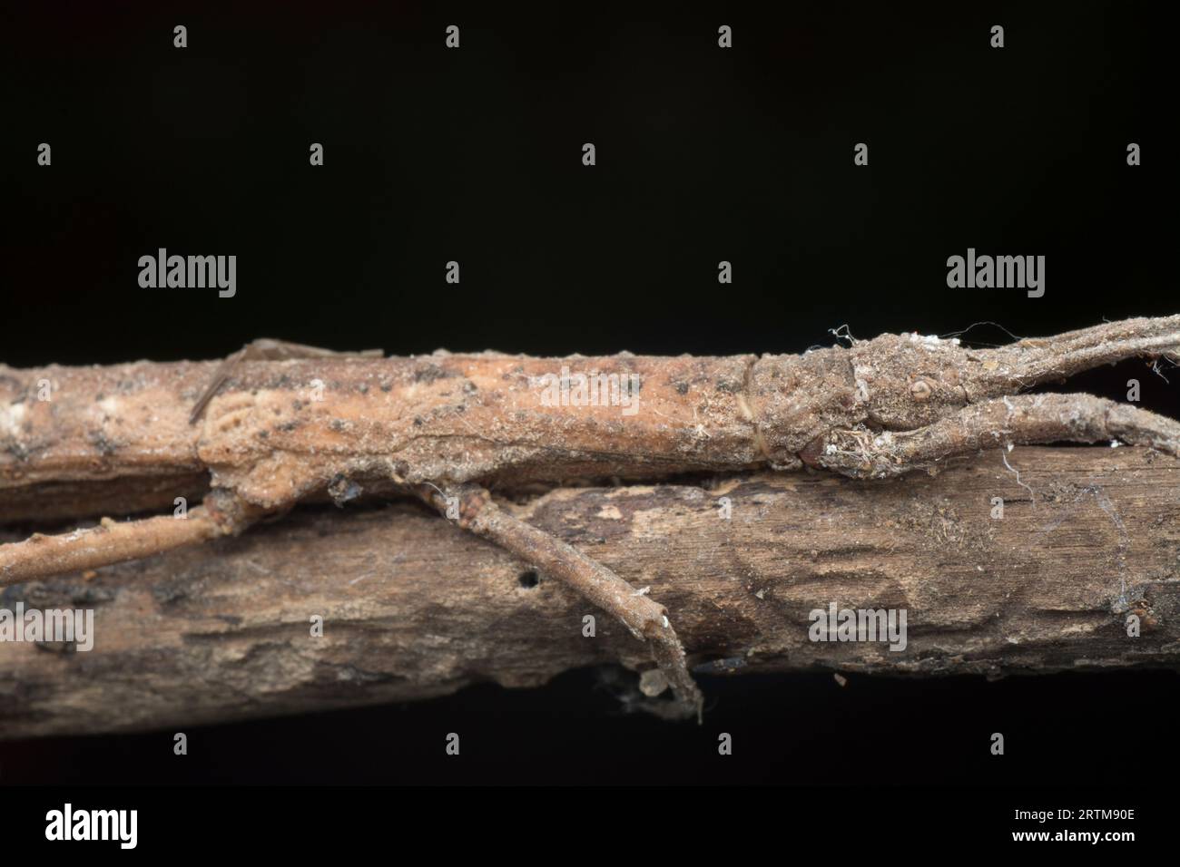 Walking stick insect camouflage hidden wildlife hi-res stock ...
