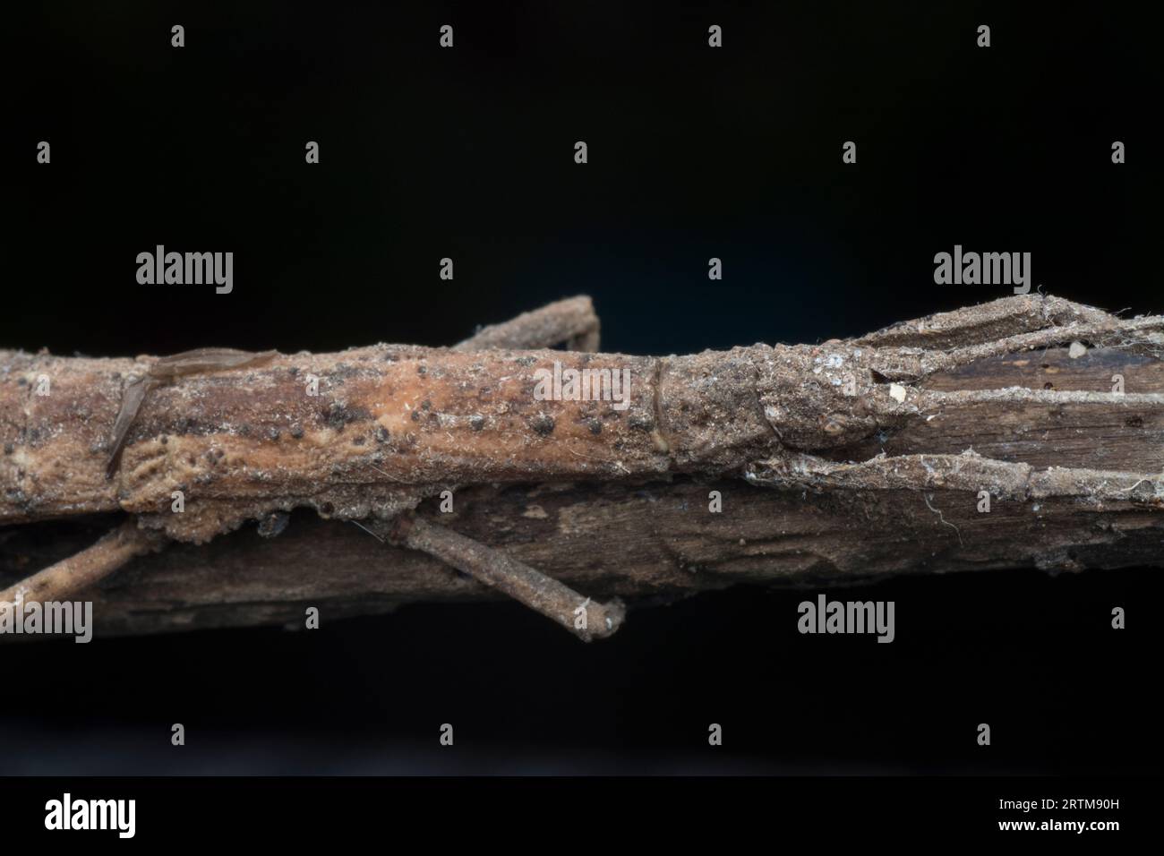 Walking stick insect camouflage hidden wildlife hi-res stock ...