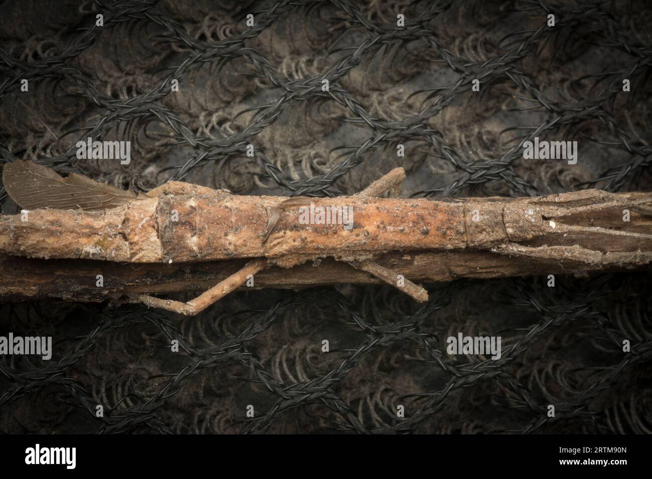Walking stick insect camouflage hidden wildlife hi-res stock ...