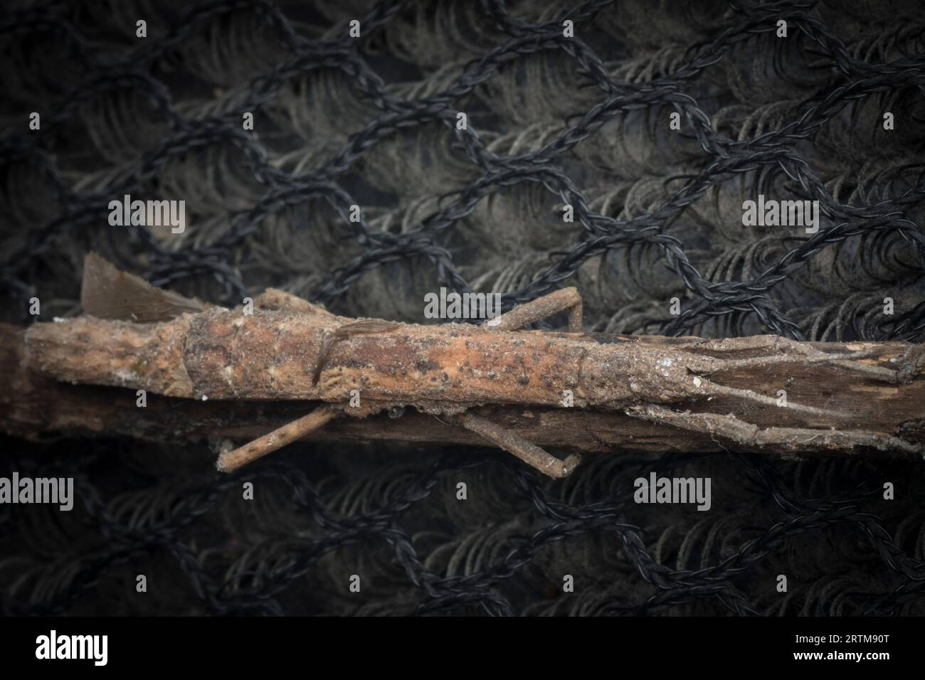 Walking stick insect camouflage hidden wildlife hi-res stock ...