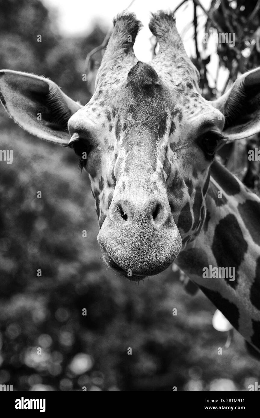 Giraffes pictures Black and White Stock Photos & Images - Alamy
