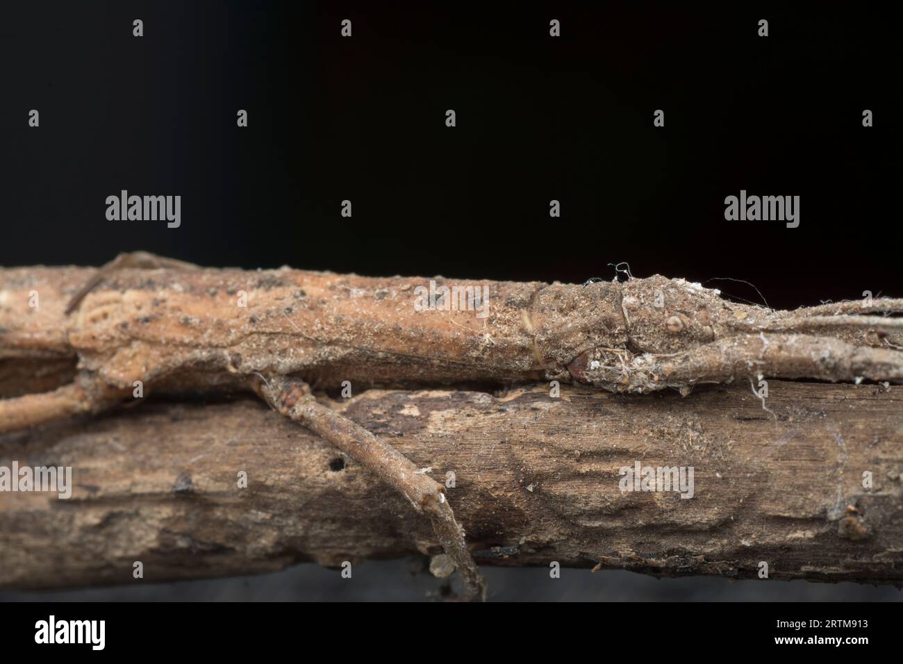 Walking stick insect camouflage hidden wildlife hi-res stock ...